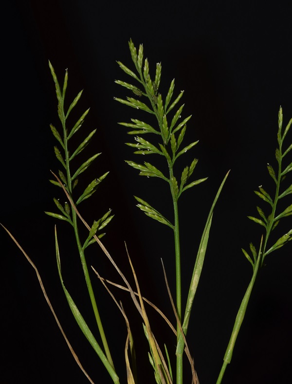 Comune di Poggio a Caiano - Poaceae