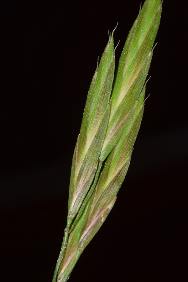 Comune di Poggio a Caiano - Poaceae